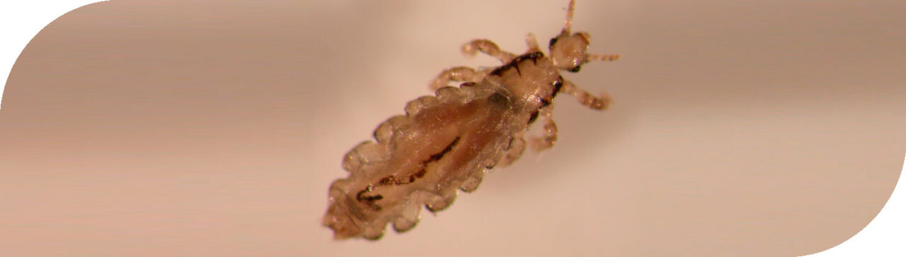 Liceworld.com, your guide to Lice treatment and Lice combs